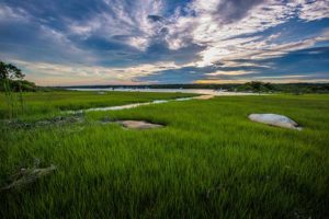 Saltmarshes – Rhode Island Environmental Monitoring Collaborative