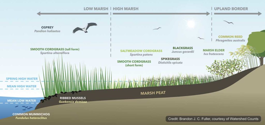 Saltmarshes – Rhode Island Environmental Monitoring Collaborative